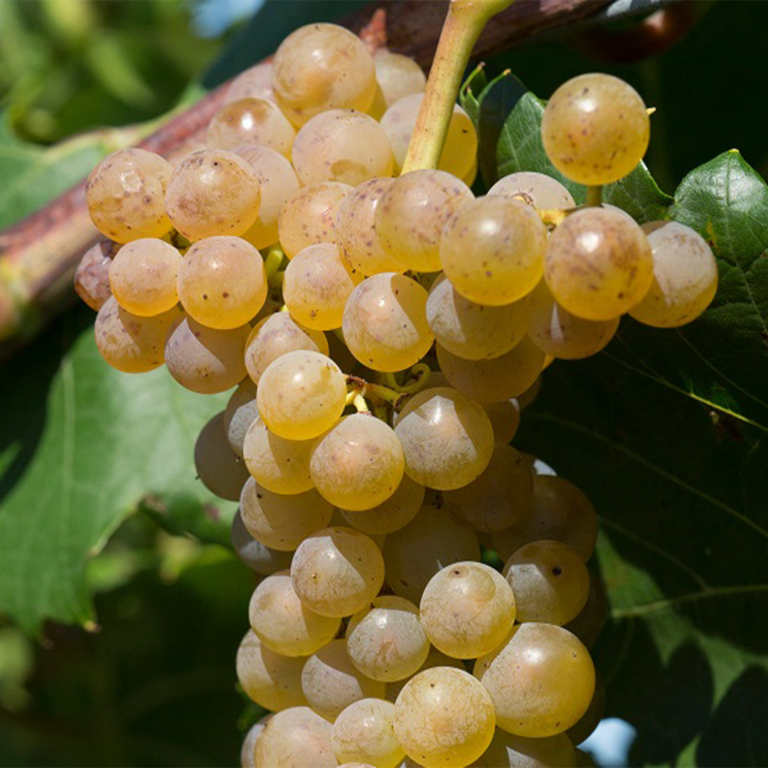 Grape Varietals – Miletta Vista Winery