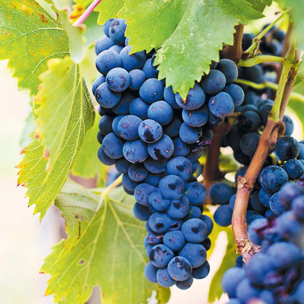 Grape Varietals – Miletta Vista Winery