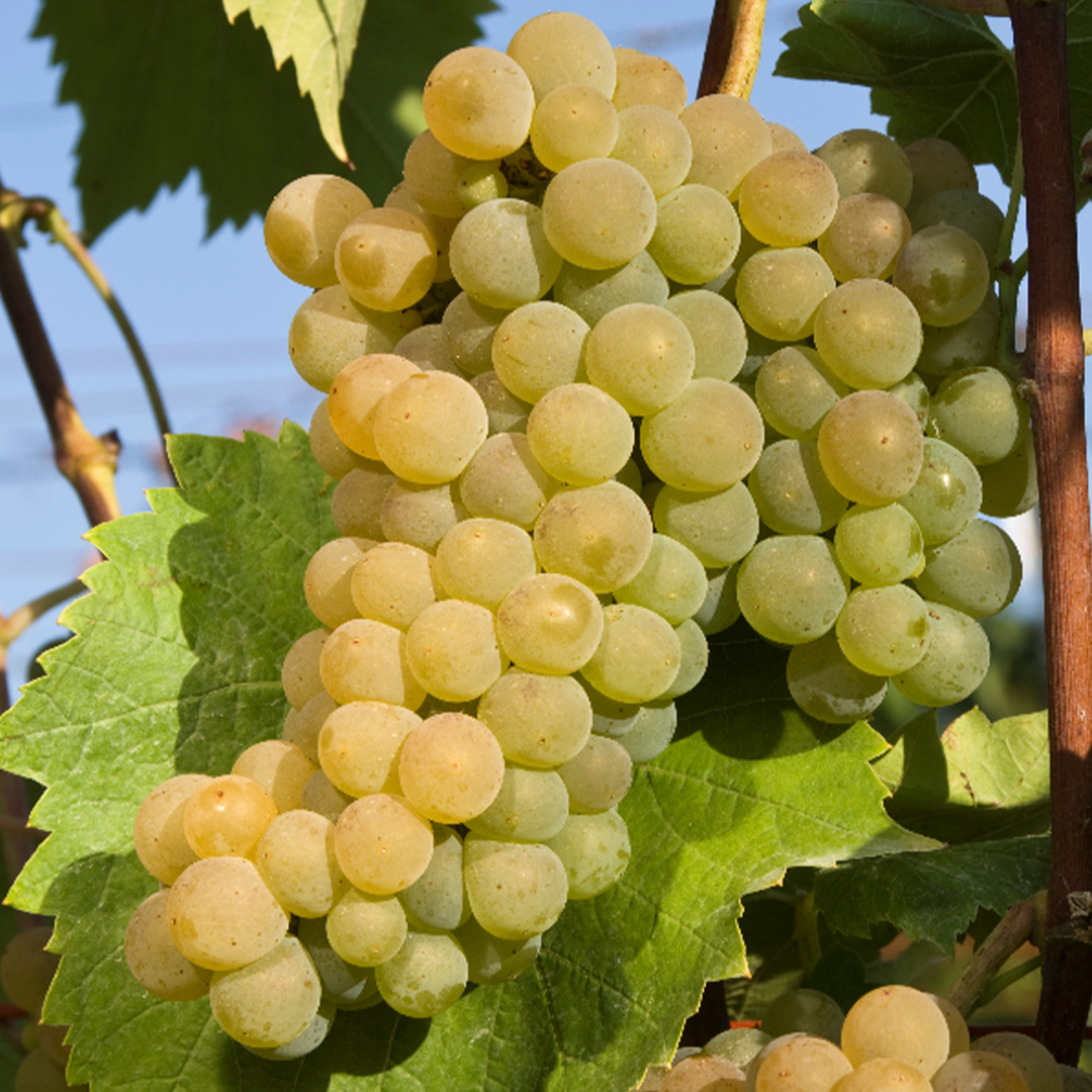 Seyval Blanc – Miletta Vista Winery