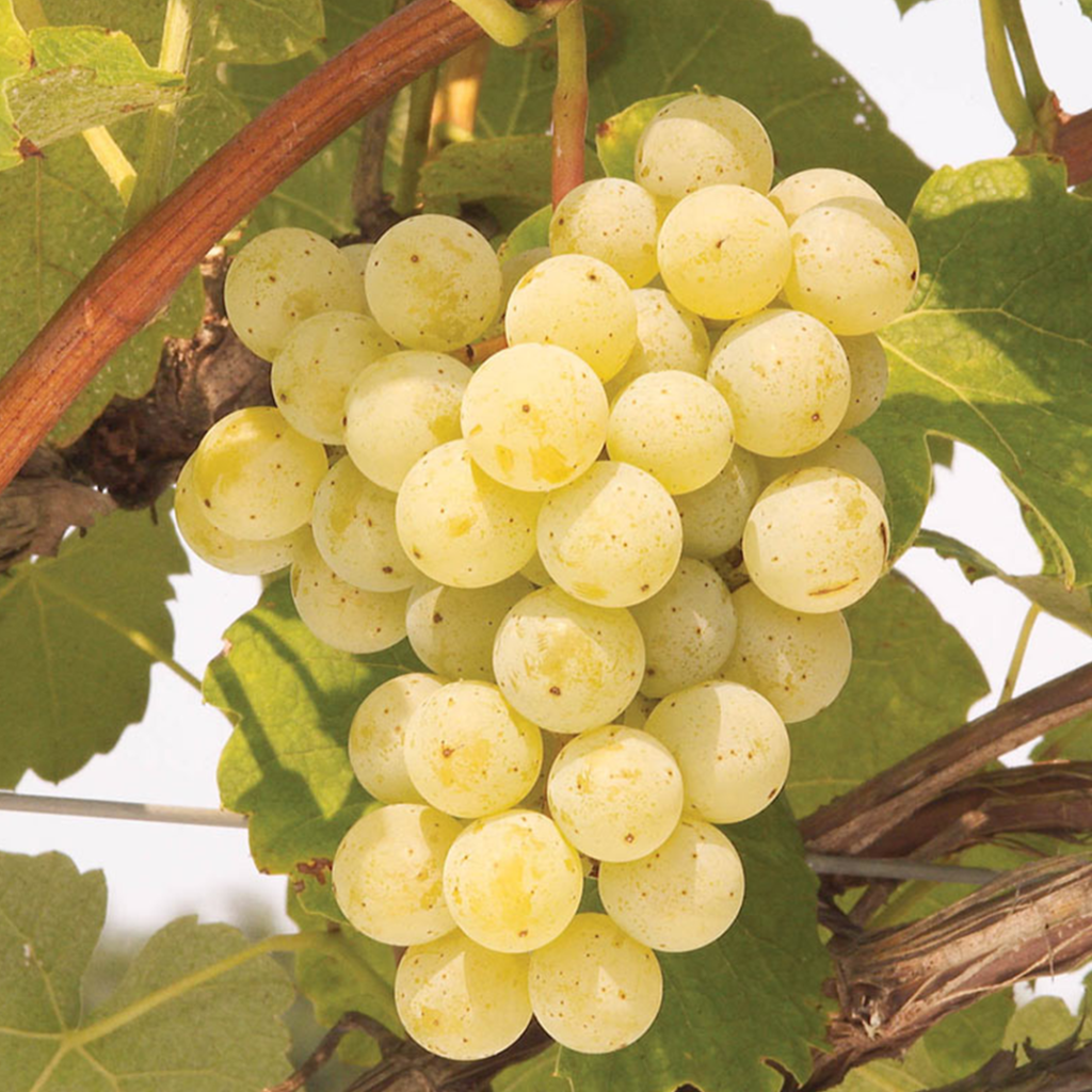 Grape Varietals – Miletta Vista Winery