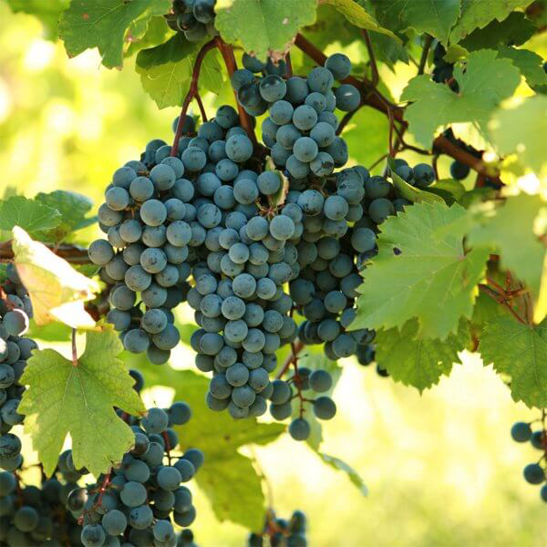 Grape Varietals – Miletta Vista Winery