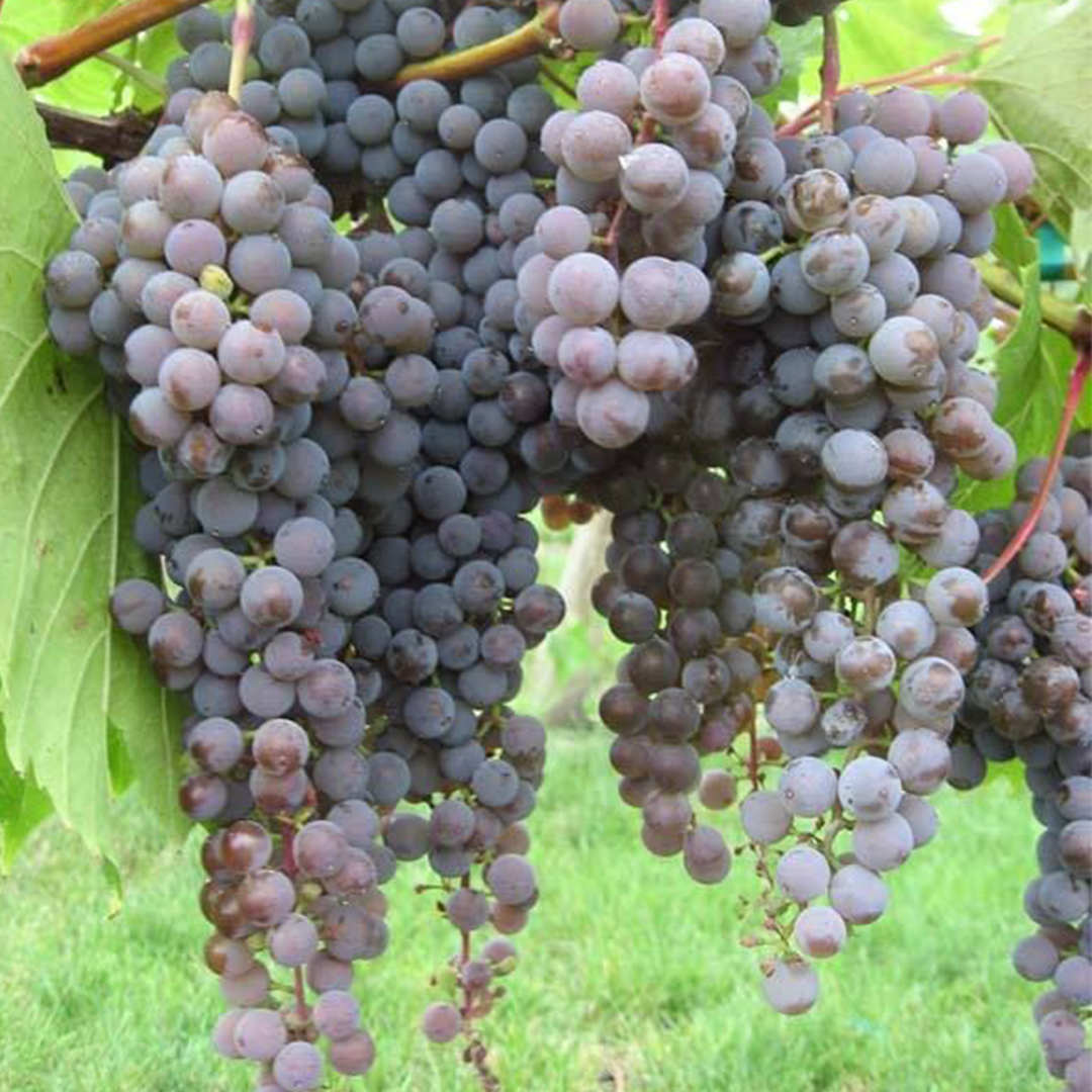 Grape Varietals – Miletta Vista Winery