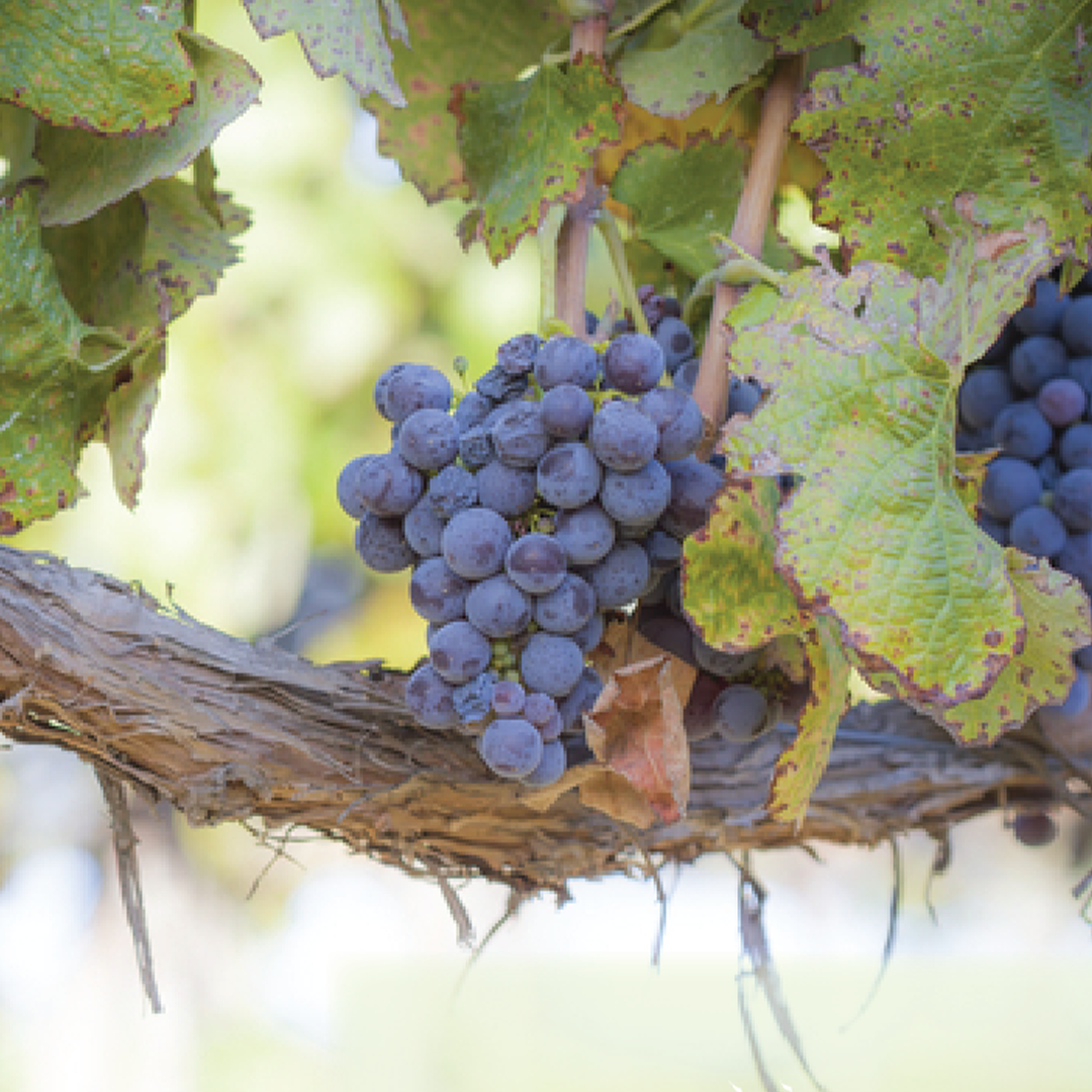 Grape Varietals – Miletta Vista Winery