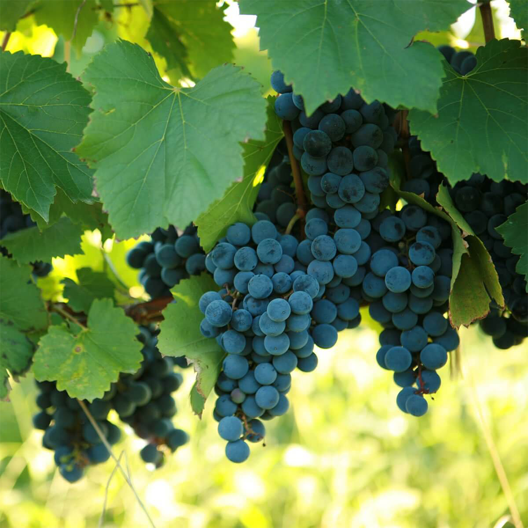 Grape Varietals – Miletta Vista Winery