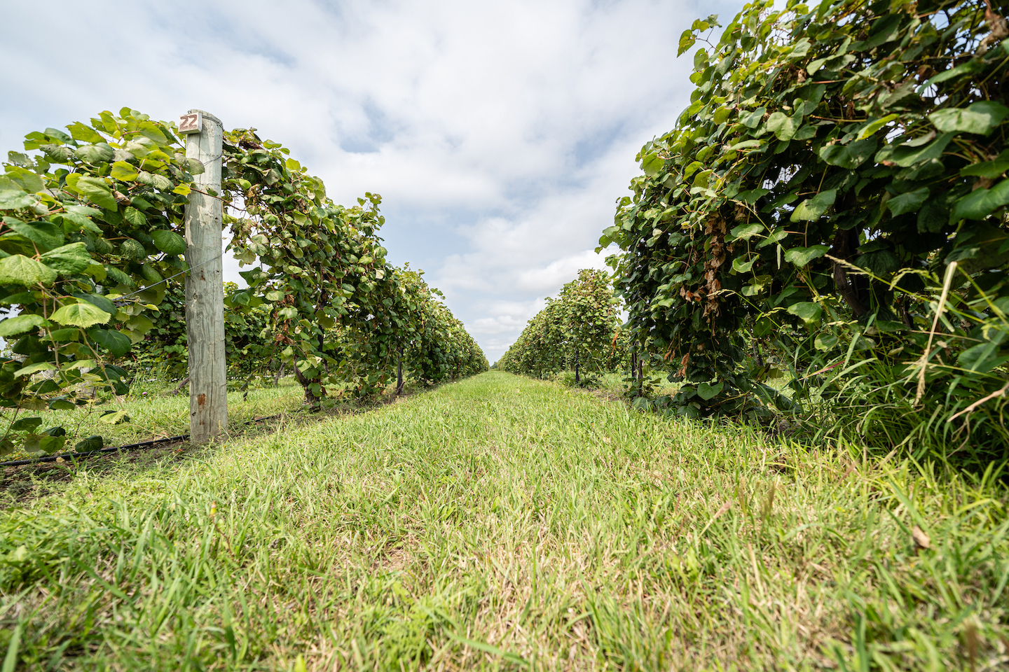 Vineyard rows – Miletta Vista Winery